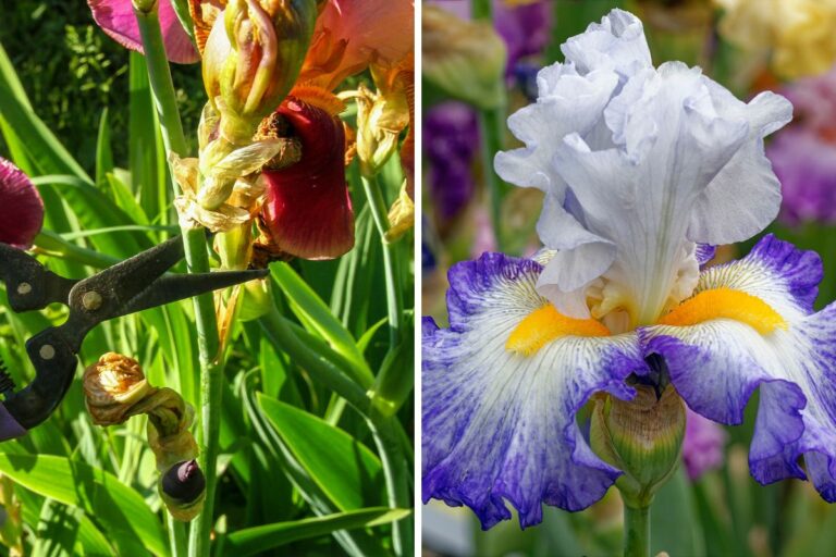 Best Time to Cut Back Irises: A Guide for Healthier Plants - Garden ...