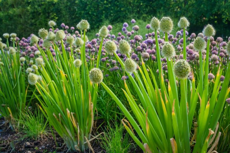 Tips for Planting Alliums this Fall (Avoid Common Mistakes) - Garden ...