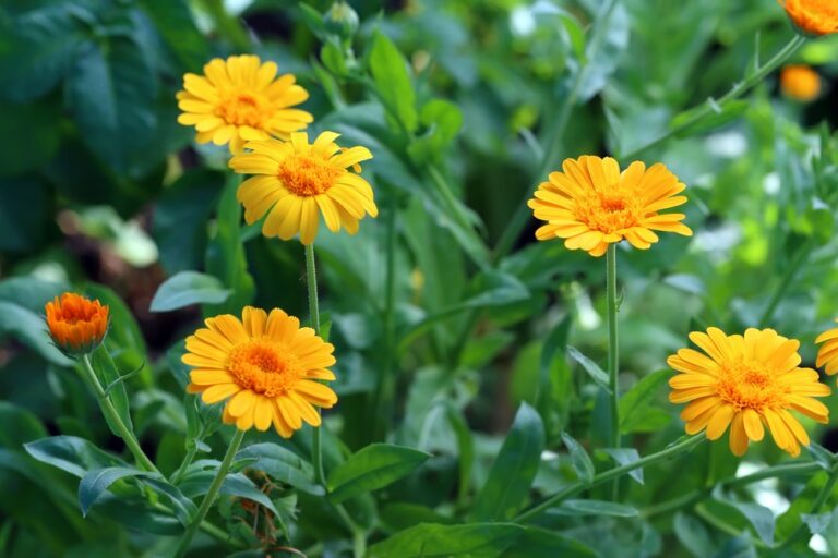 12 Perennials You Can Easily Grow from Seed - Garden Lovers Club