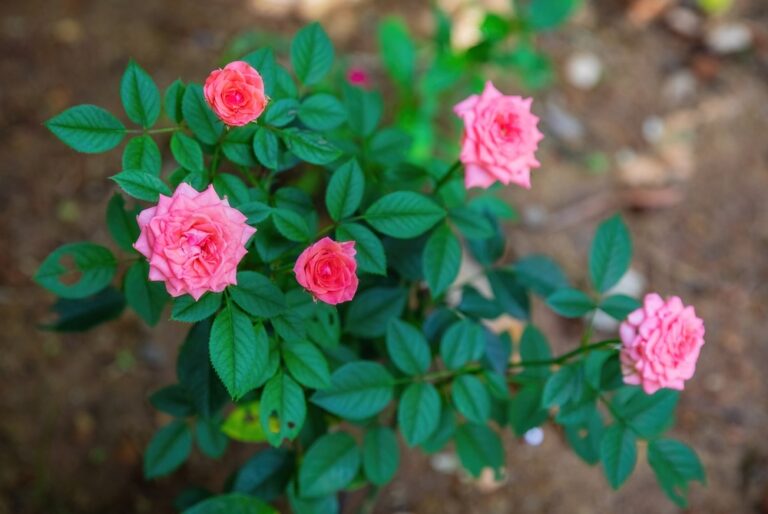 10 Roses That Are Almost Impossible to Kill: Your Easy-to-Grow Guide ...