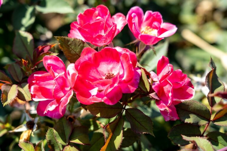 10 Roses That Are Almost Impossible to Kill: Your Easy-to-Grow Guide ...