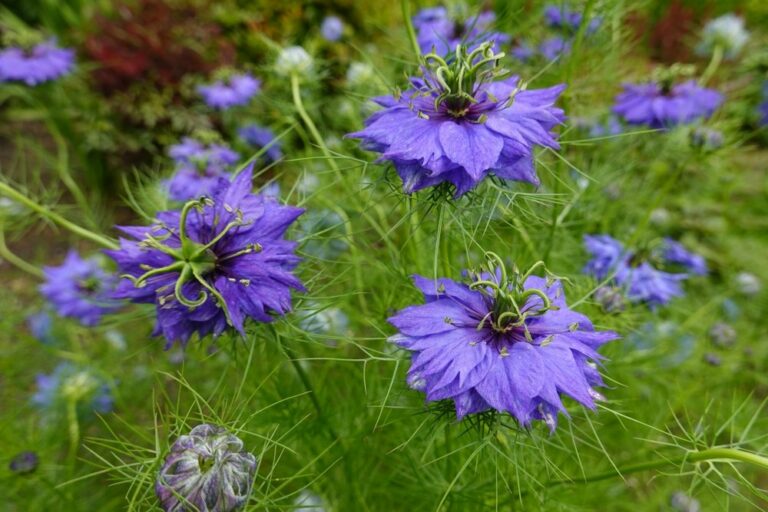 27 Plants That will self-seed, spreading naturally throughout your yard ...