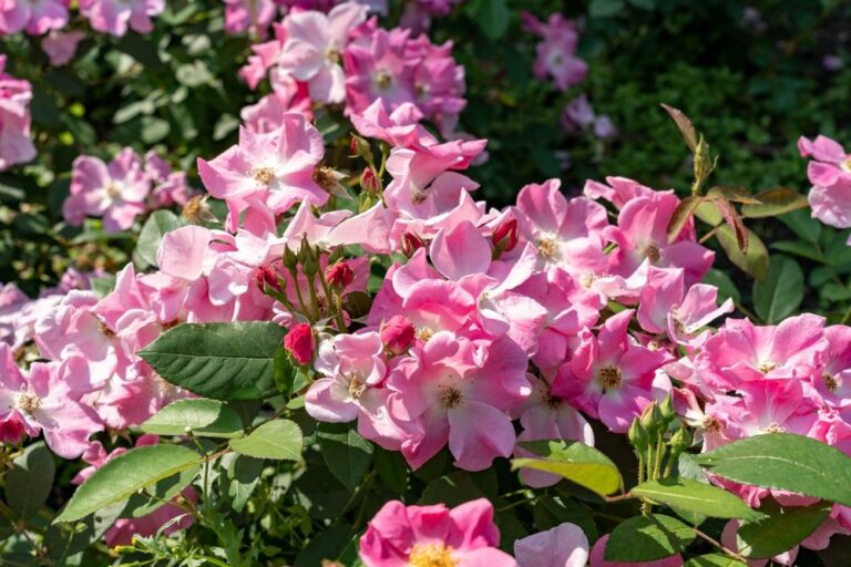 10 Roses That Are Almost Impossible to Kill: Your Easy-to-Grow Guide ...
