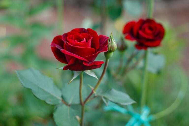 10 Roses That Are Almost Impossible to Kill: Your Easy-to-Grow Guide ...