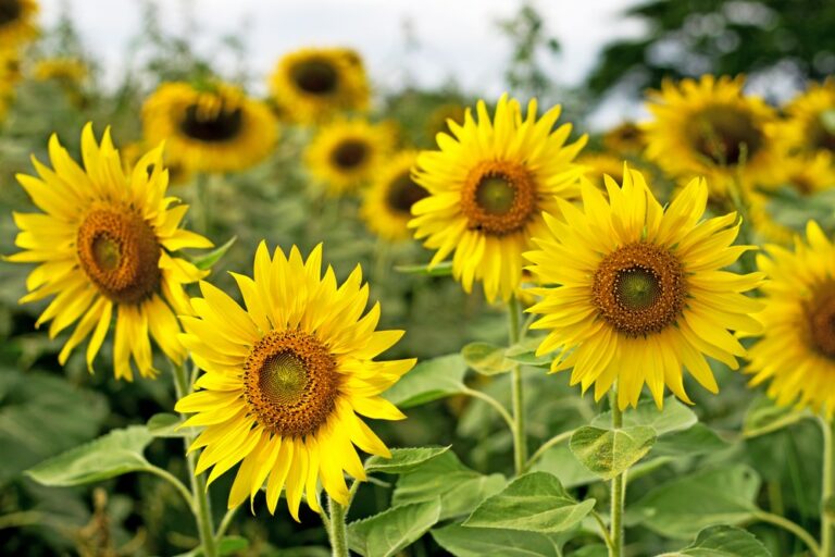 10 Fall-Blooming Flowers to Plant in Late Summer - Garden Lovers Club