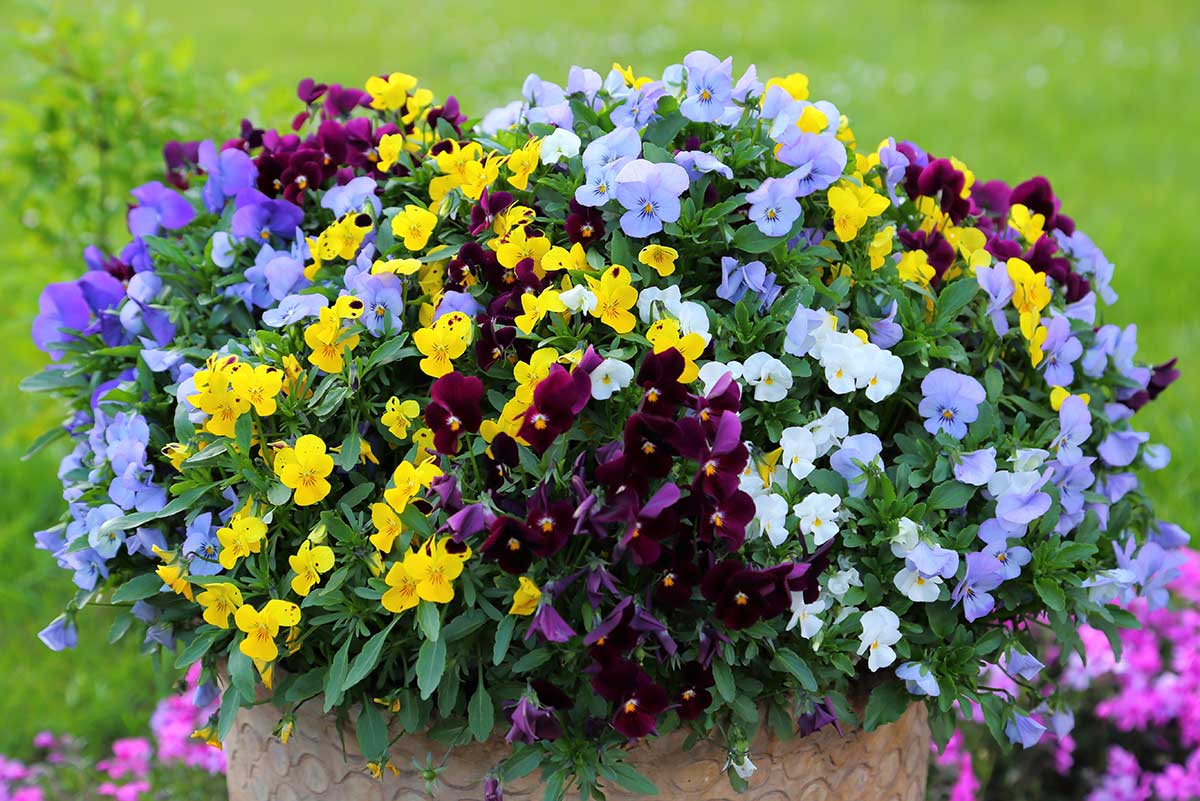 How to Keep Pansies Flowering All Fall - Tips for Lasting Blooms ...