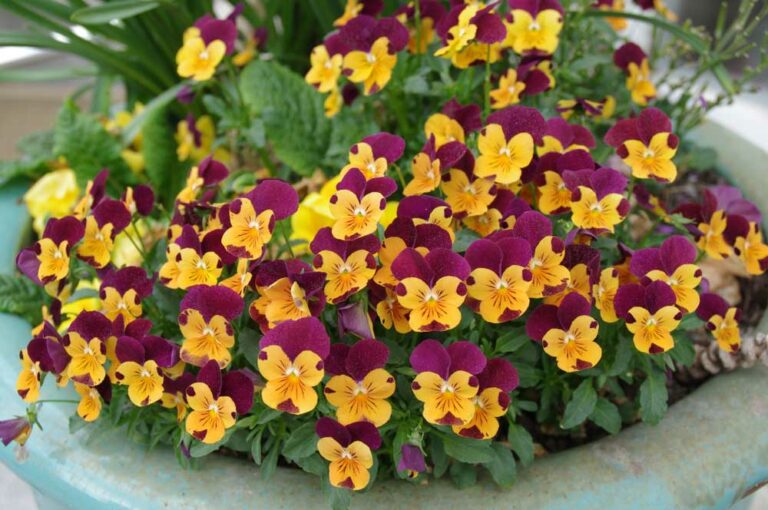 How to Keep Pansies Flowering All Fall - Tips for Lasting Blooms ...