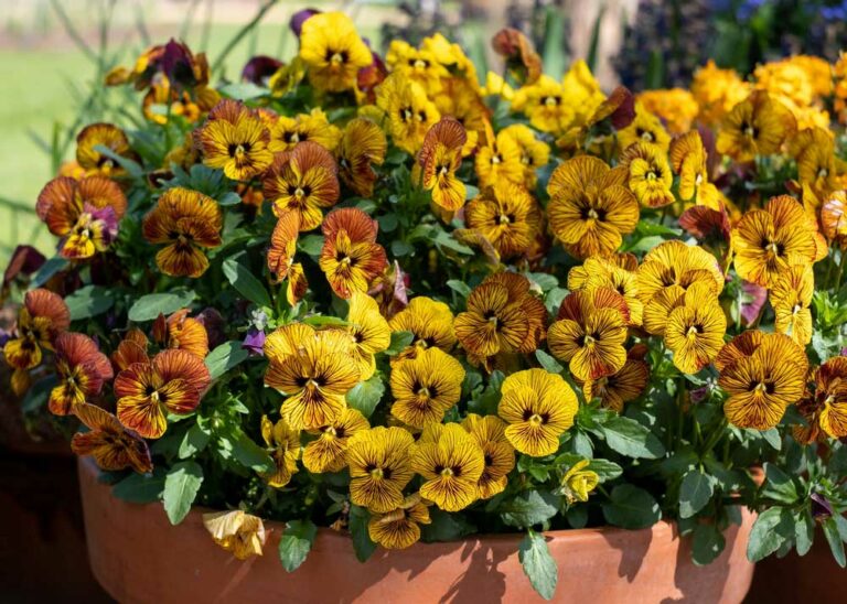 17 Beautiful Different Types of Pansies - Garden Lovers Club