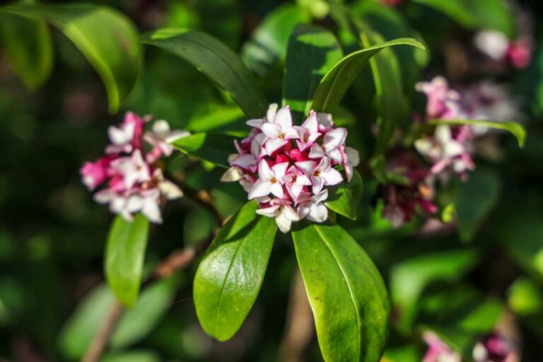 How to Grow Winter Daphne (Ultimate Guide) - Garden Lovers Club