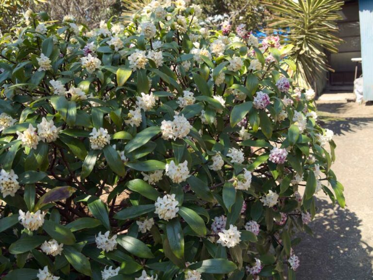 How to Grow Winter Daphne (Ultimate Guide) - Garden Lovers Club