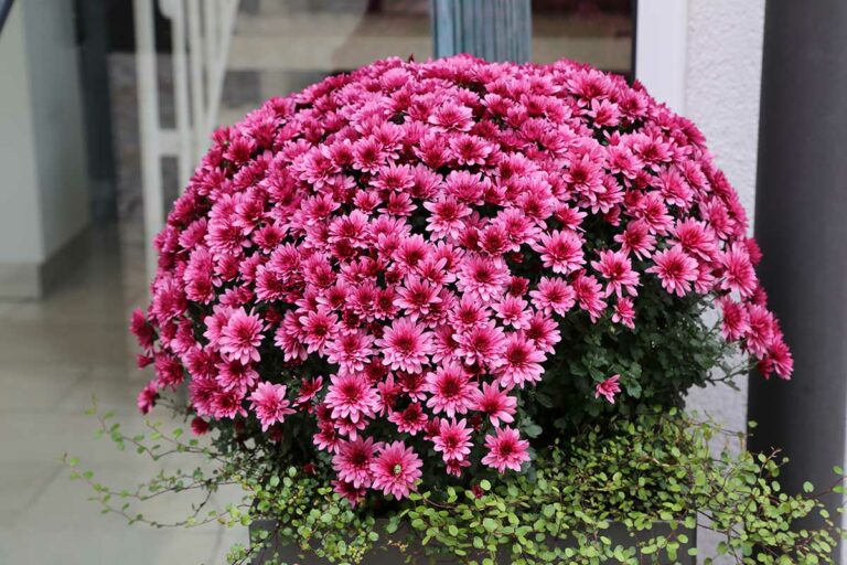 10 Tips for Longer-Blooming Fall Mums - Garden Lovers Club