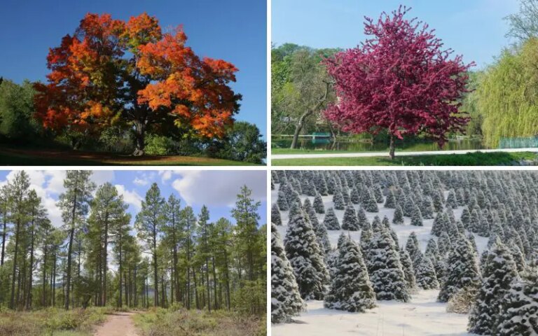 10 Best Trees to Grow in Ohio - Garden Lovers Club