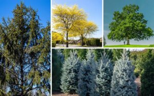 10 Best Trees to Grow in Texas - Garden Lovers Club