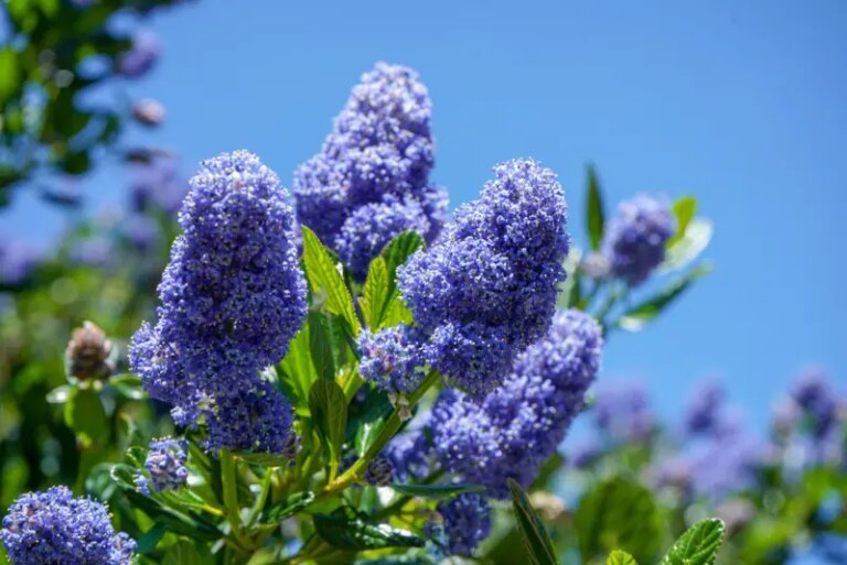20 California Perennials That Thrive With Neglect - Garden Lovers Club