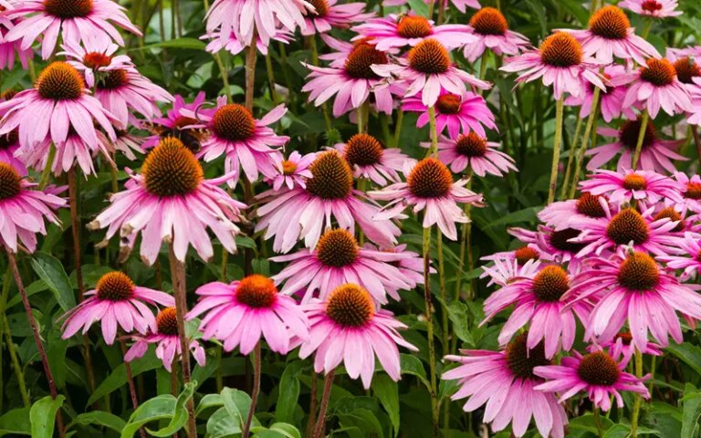 15 Perennials That Mock Heat and Drought - Garden Lovers Club
