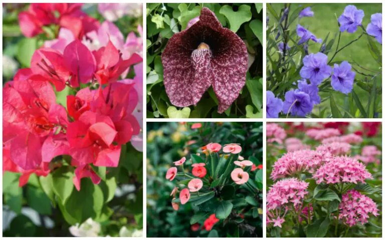 27 Plants That will self-seed, spreading naturally throughout your yard ...