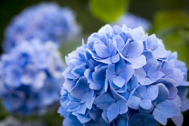 10 Tips for Growing BIG Amazing Hydrangeas - Garden Lovers Club