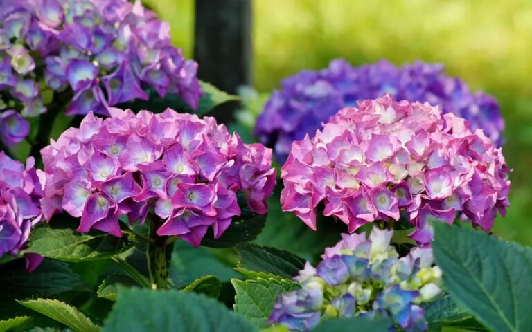 10 Tips for Growing BIG Amazing Hydrangeas - Garden Lovers Club