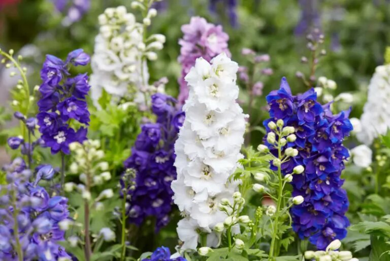 15 Flowers to Plant in April for Gorgeous Blooms! - Garden Lovers Club