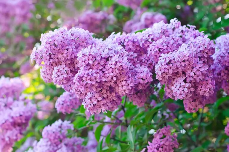 Don't Cut These Back Yet! 5 Plants to Prune Now (June and July) and 5 ...