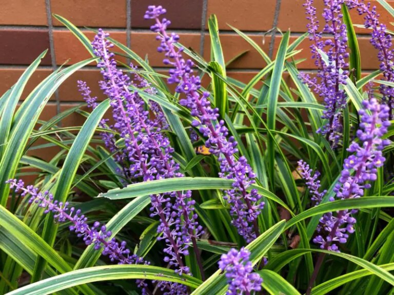 10 Invasive Ornamental Grasses to Avoid in Your Garden - Garden Lovers Club