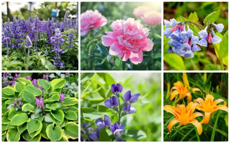 10 Perfect California Shade Plants - Garden Lovers Club