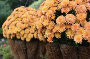 Tips on How to Deadhead Mums for Stunning Fall Blooms - Garden Lovers Club