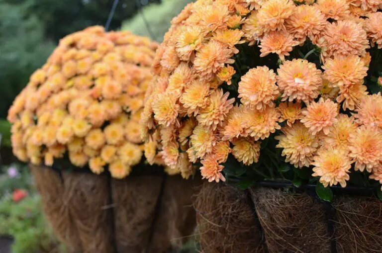 Tips on How to Deadhead Mums for Stunning Fall Blooms - Garden Lovers Club