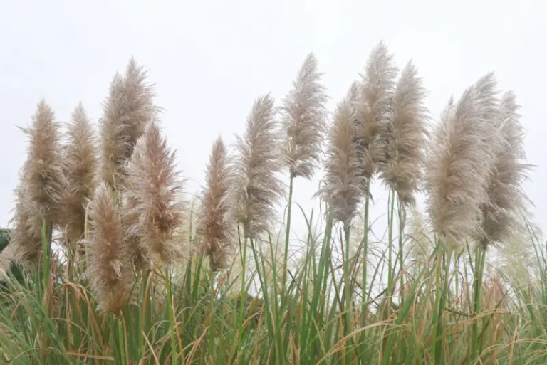 10 Invasive Ornamental Grasses to Avoid in Your Garden - Garden Lovers Club