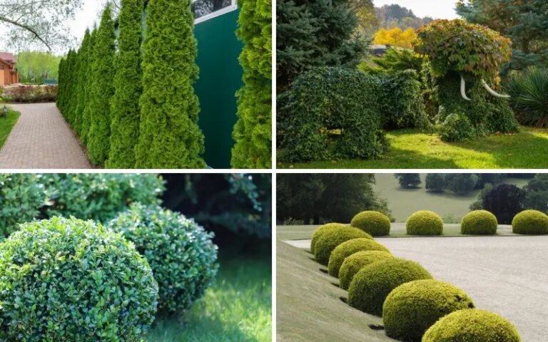 12 Best Shrubs for Borders (Plus Growing Tips) - Garden Lovers Club