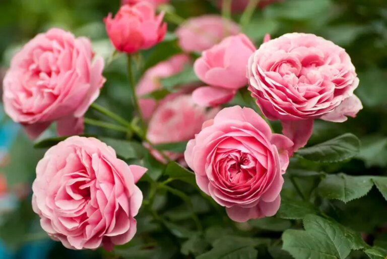 Rose Soil Guide: Preparing Your Soil for Planting Rose Bushes - Garden ...