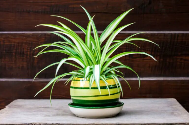 6 Reasons Why Everyone Should Have a Spider Plant at Home - Garden ...