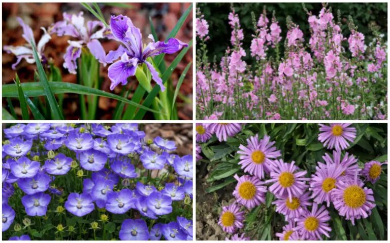 16 Perfect Florida Ground Cover Plants - Garden Lovers Club