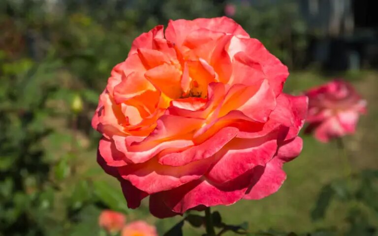 Rose Soil Guide: Preparing Your Soil for Planting Rose Bushes - Garden ...
