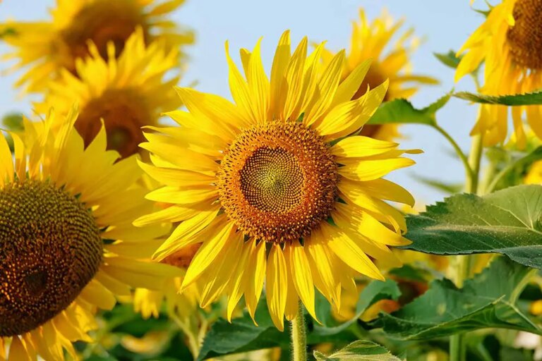 10 Fastest Growing Seeds: From Sprout to Harvest in Record Time ...