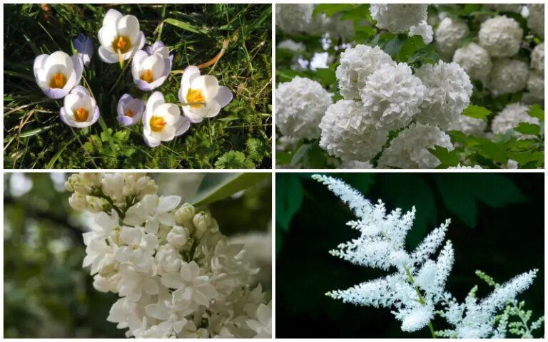 15 Nifty Plants Rabbits Won't Eat: Defend Your Garden! - Garden Lovers Club