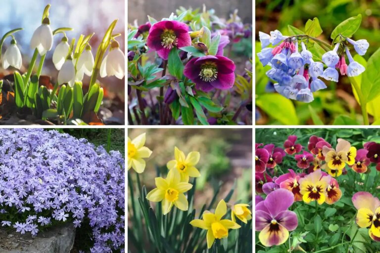 27 Plants That will self-seed, spreading naturally throughout your yard ...