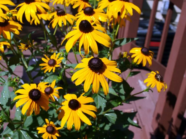 15 Plants That Can Grow in Poor Soil Conditions: Thriving in Tough ...