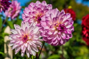 15 Flowers to Plant in April for Gorgeous Blooms! - Garden Lovers Club
