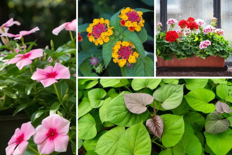 15 Plants That Will Grow Underneath Almost Any Tree - Garden Lovers Club