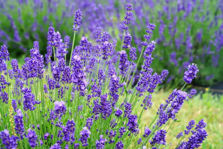 10 Plants That Repel Pests: Natural Solutions for a Happy Garden ...