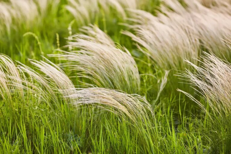 10 Invasive Ornamental Grasses to Avoid in Your Garden - Garden Lovers Club