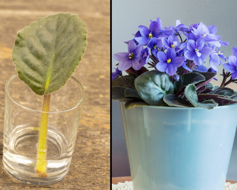 10 Tips for Caring for African Violets - Garden Lovers Club
