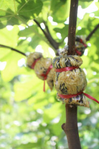 Air Propagation: A Beginner's Guide to Air Layering - Garden Lovers Club