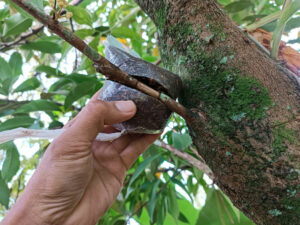 Air Propagation: A Beginner's Guide to Air Layering - Garden Lovers Club