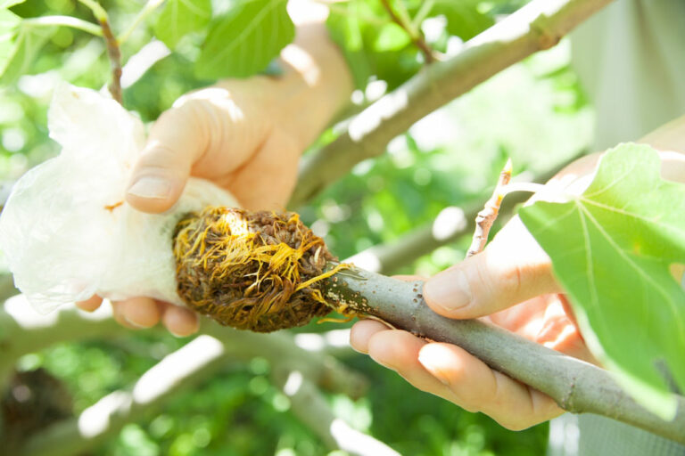 Air Propagation: A Beginner's Guide to Air Layering - Garden Lovers Club