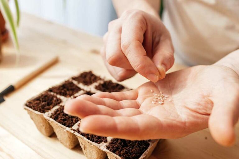 Seed Starting 101: A Beginner's Guide to Successfully Starting Seeds ...