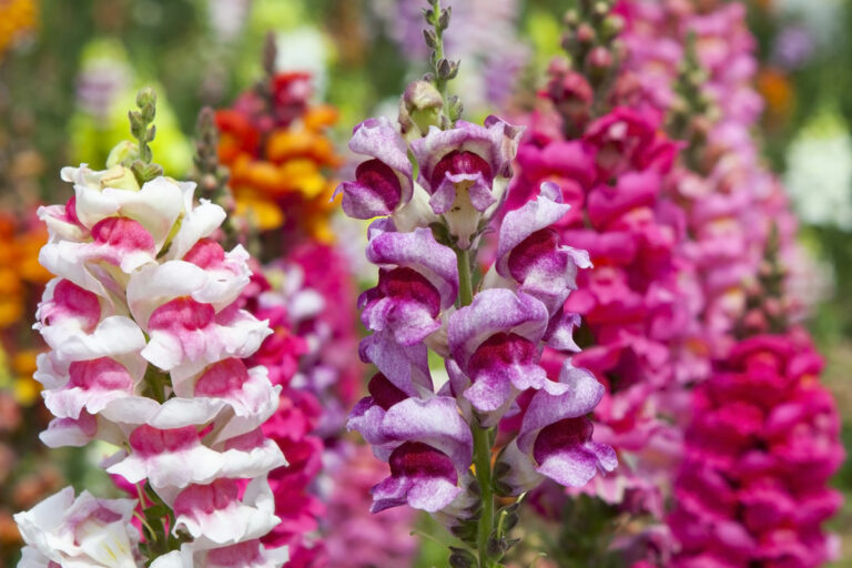 From Seed to Bloom: A Step-by-Step Guide to Growing Snapdragons ...