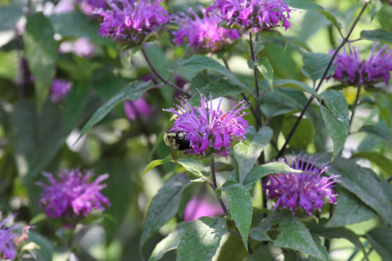 Tips on Growing and Caring for Bee Balm Plants - Garden Lovers Club