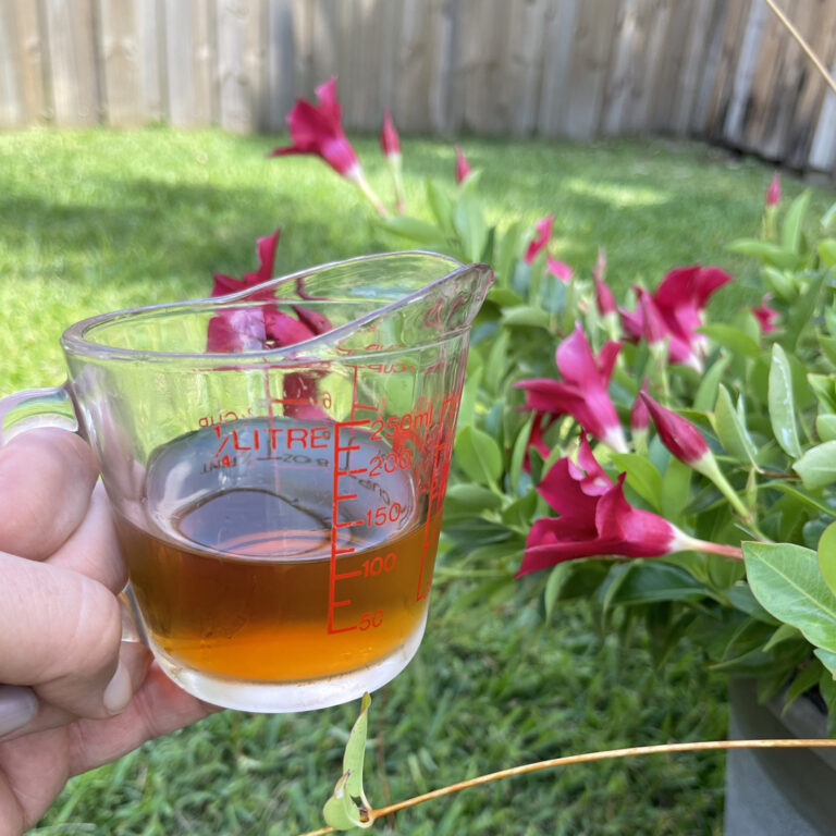 10 Heat-Tolerant and Drought-Tolerant Plants - Garden Lovers Club